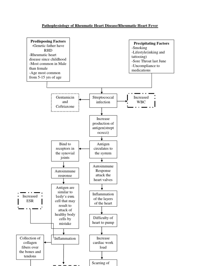 Pathophysiology of Rheumatic Heart Disease