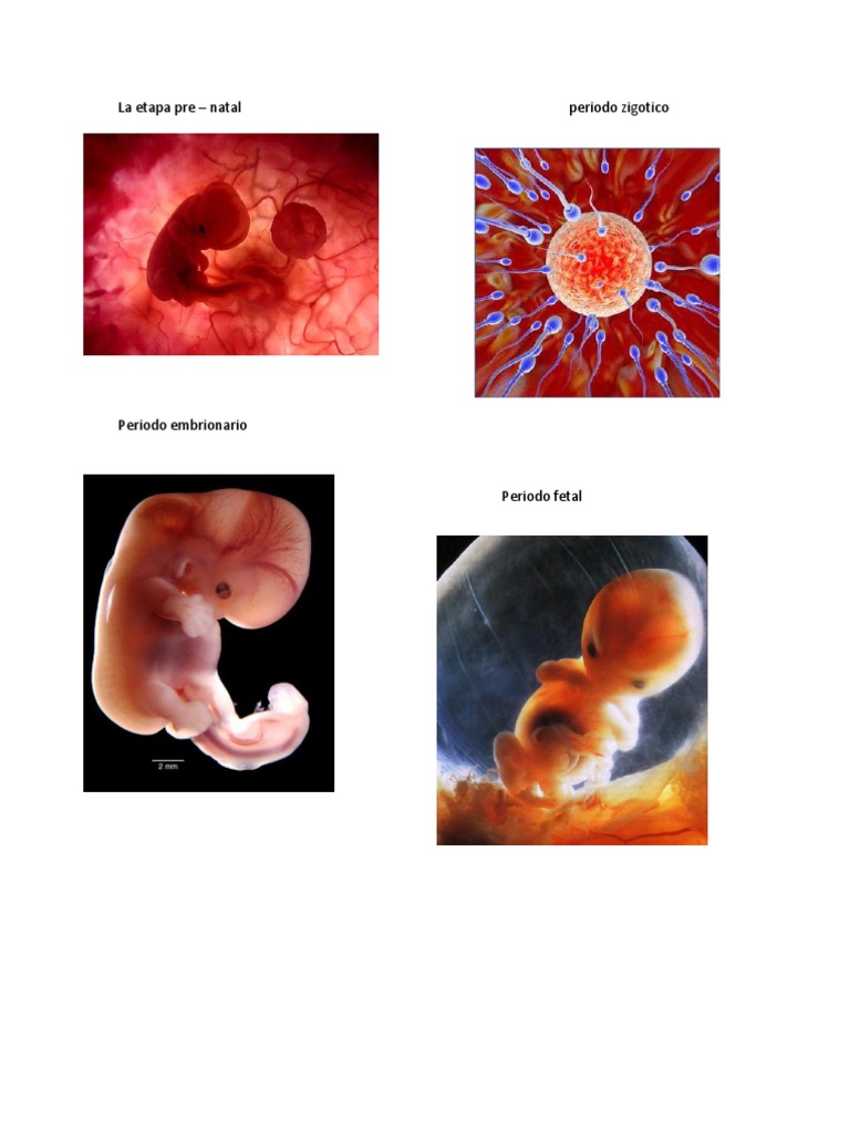 Desarrollo Humano Imagenes | PDF