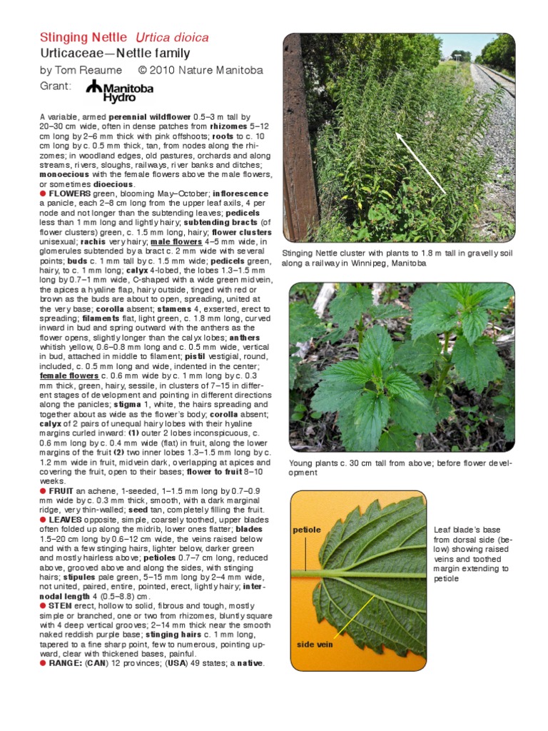 Stinging Nettle | Flowers | Fruit