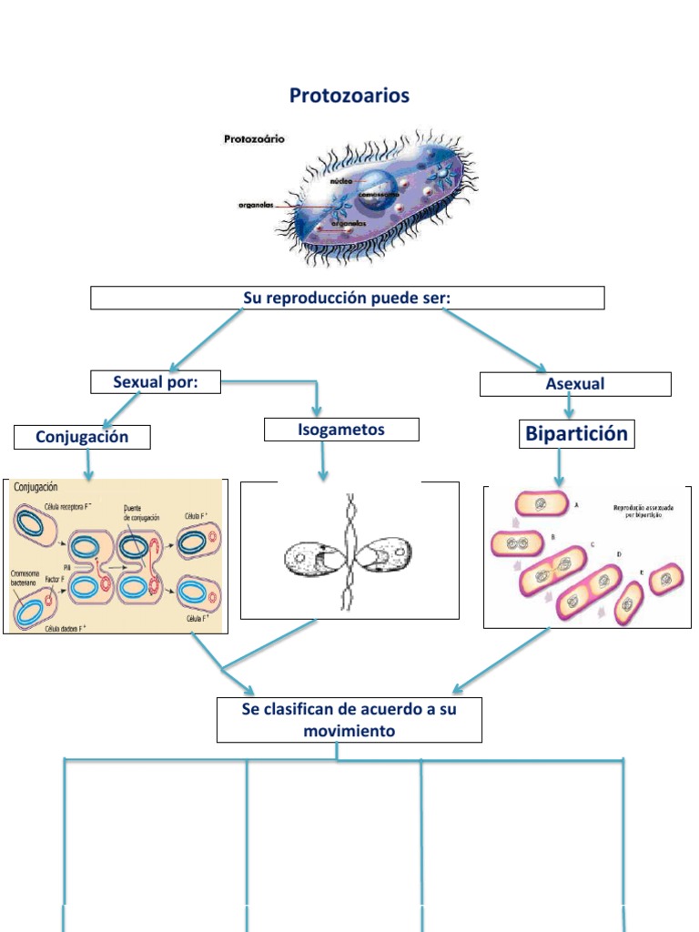 Mapa Mental de Protozoarios | PDF | Ciencia y matemáticas