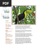 Keel Billed Toucan | PDF | Birds | Ornithology