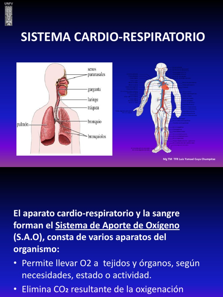 Sistema Cardio-Respiratorio | PDF | Pulmón | Ventrículo (corazón)