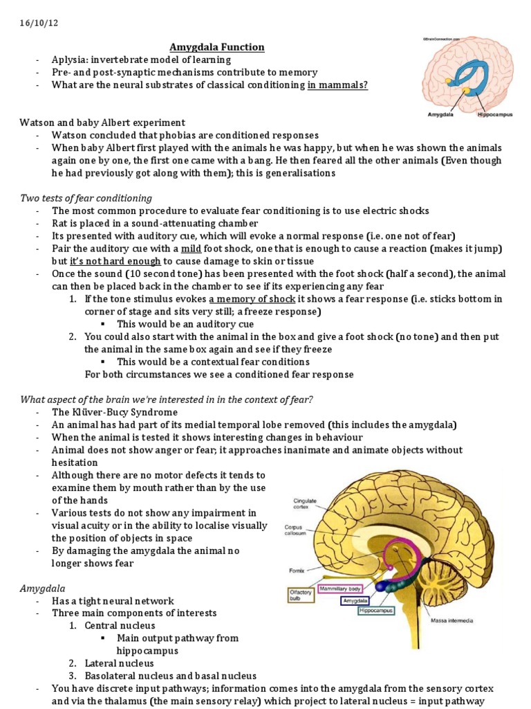 Amygdala Function | PDF | Amygdala | Long Term Potentiation