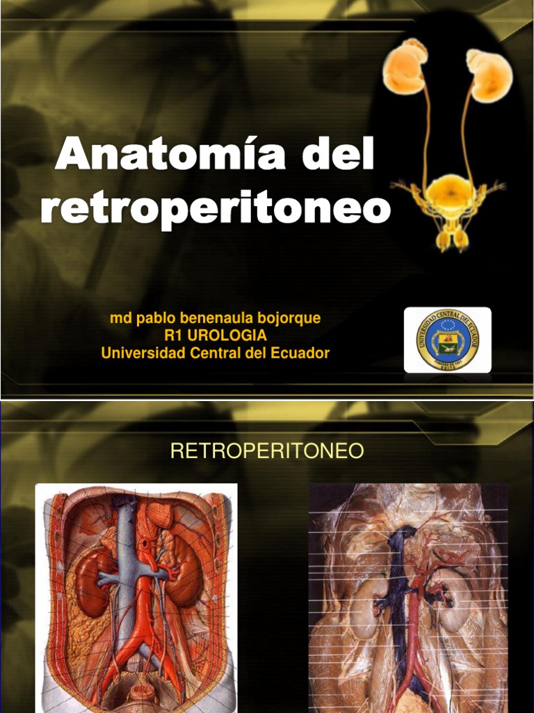 Anatomía del Retroperitoneo y Estructuras Asociadas | PDF | Riñón | Abdomen