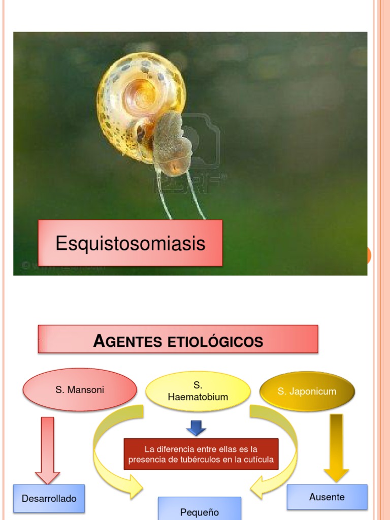 ANQUILOSTOMIASIS | PDF | Especialidades Medicas | Enfermedades y trastornos