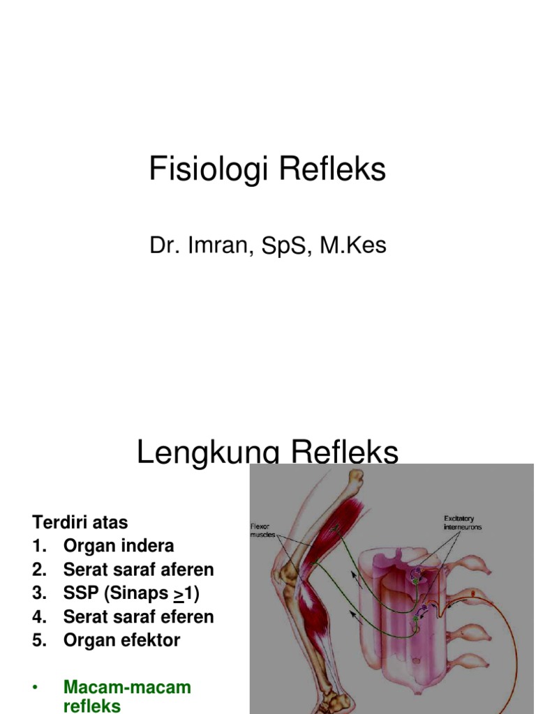 Fisiologi Refleks (DR - Imran, SPS) | PDF