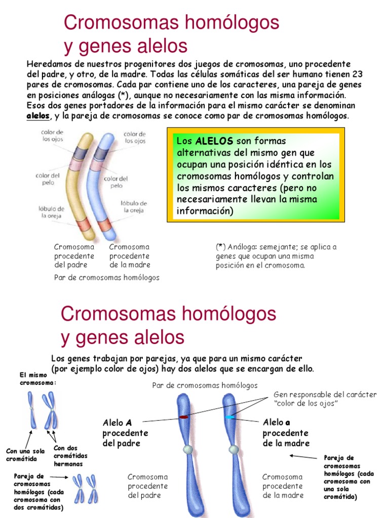 Cromosomas Homólogos y Alelos | PDF