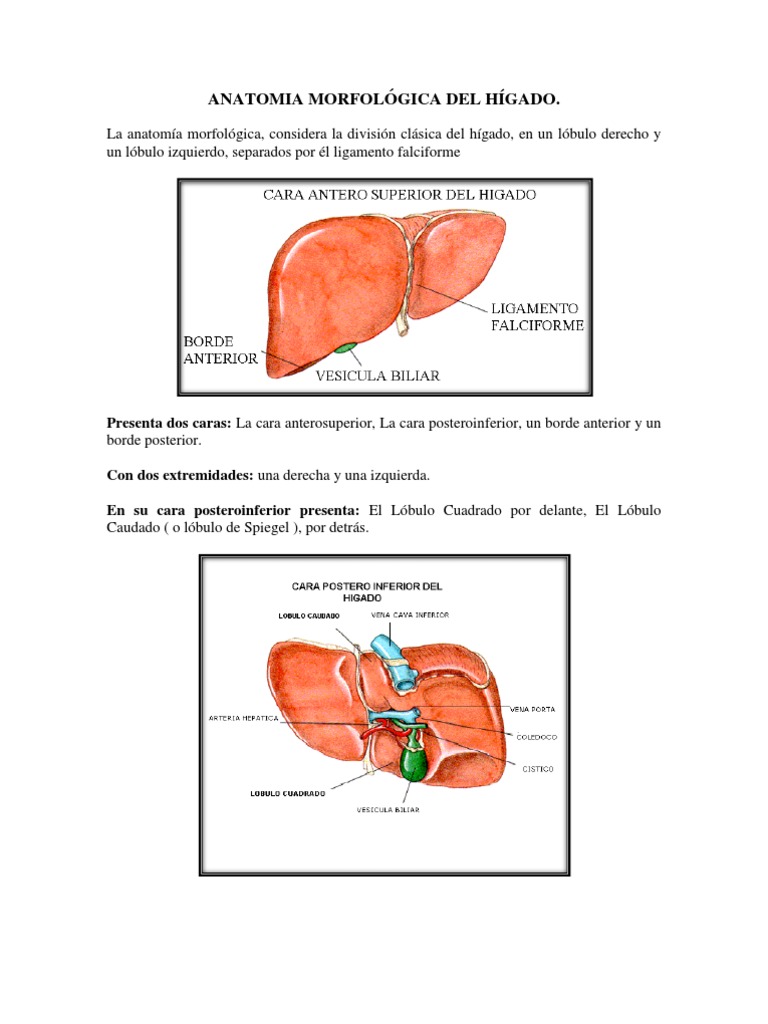 ANATOMIA MORFOLÓGICA DEL HÍGADO | Hígado | Especialidades Medicas