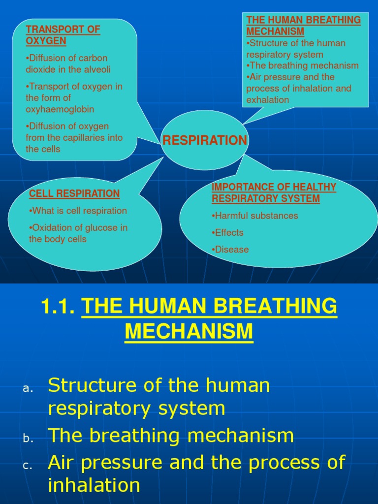 Form 3 Science Chapter 1 | PDF | Respiratory System | Breathing