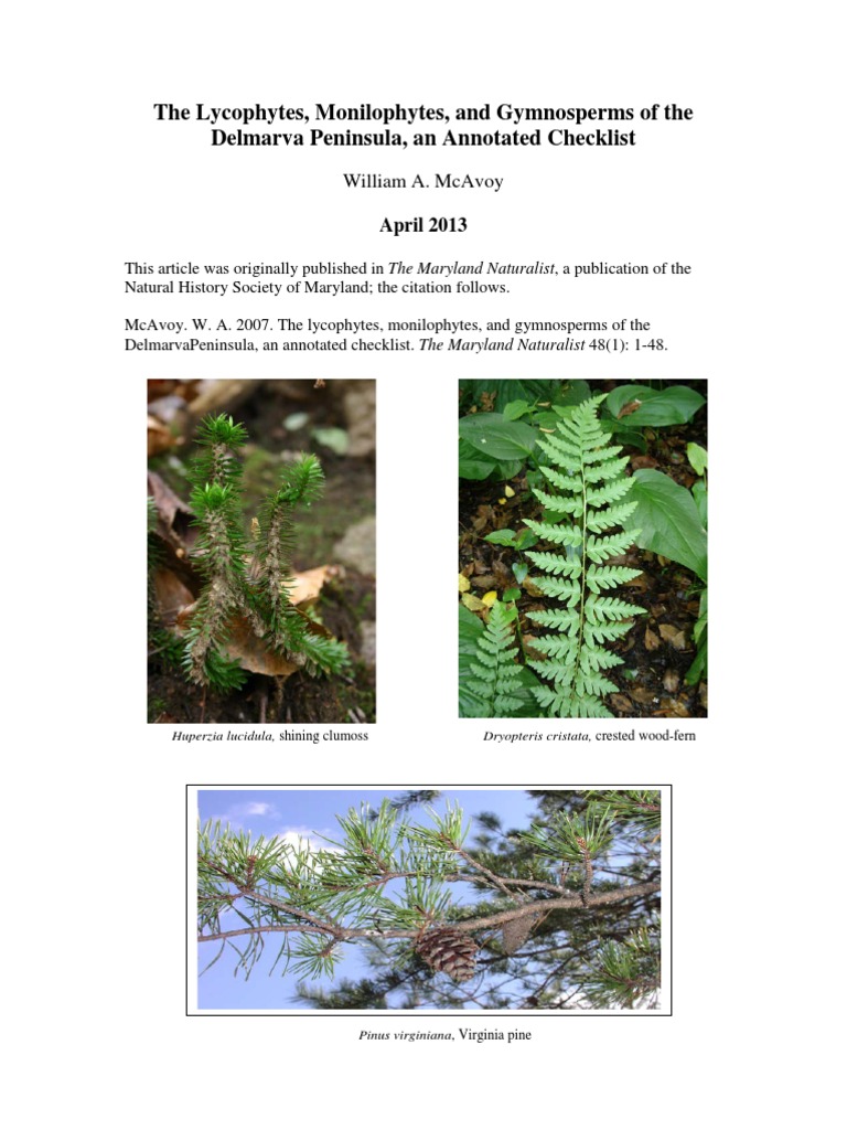 The Lycophytes, Monilophytes, and Gymnosperms of The Delmarva Peninsula ...