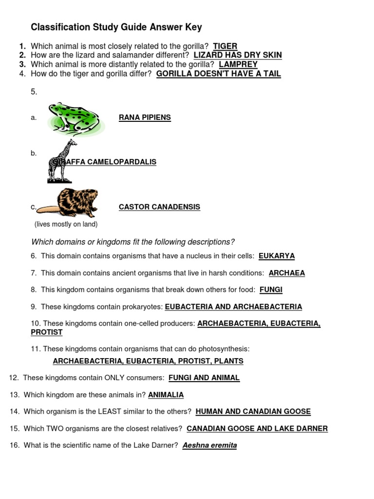 Classification Study Guide Answer Key | PDF | Organisms | Taxa