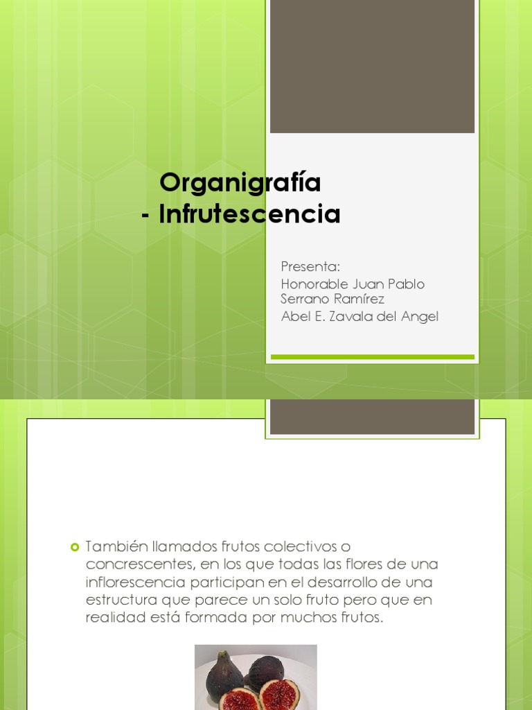 Tipos y Ejemplos de Infrutescencia | PDF | Ficus | Fruta