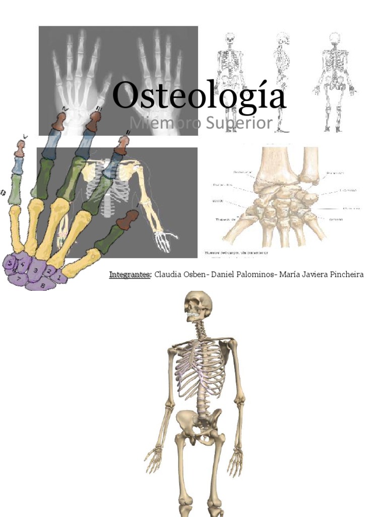 Osteologia del miembro superior | Extremidades (anatomía) | Articulaciones