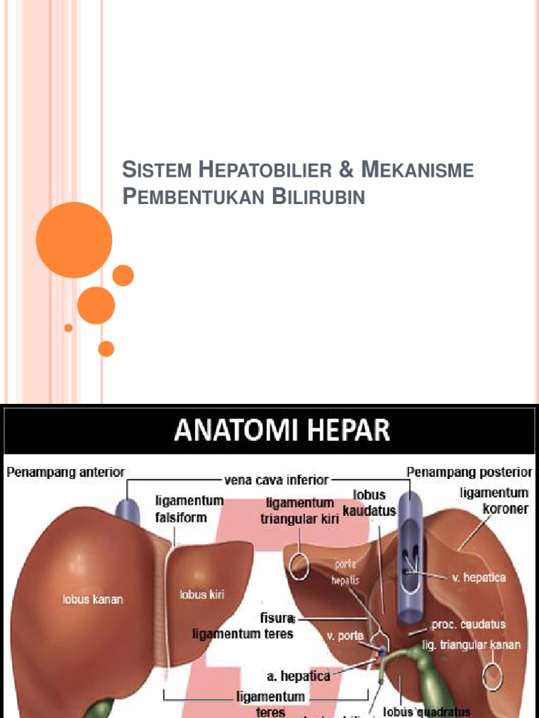 Sistem Hepatobilier & Mekanisme Pembentukan Bilirubin | PDF
