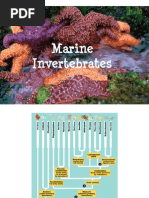 Coral Identification Guide for Divers | PDF | Coral | Coral Reef