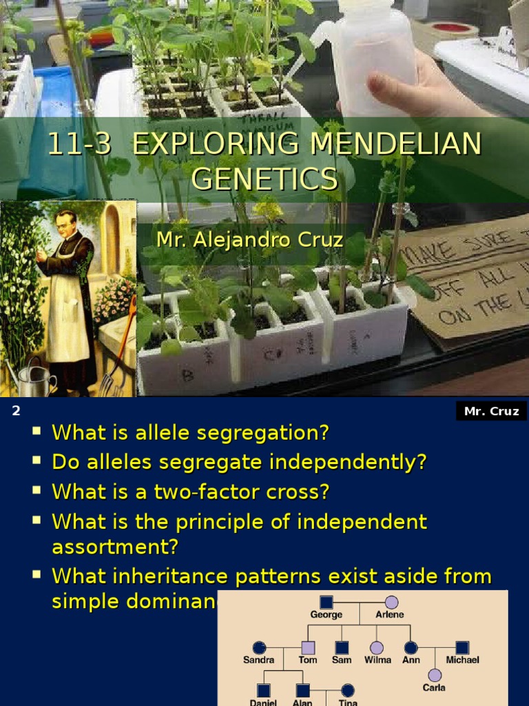 Mr. Cruz 11-3 Exploring Mendelian Genetics | PDF | Dominance (Genetics ...
