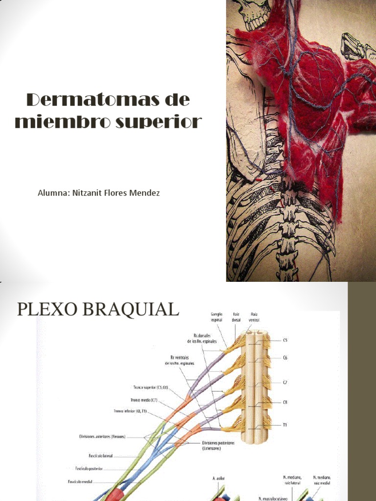 Dermatomas Brazo Mano Anatomia