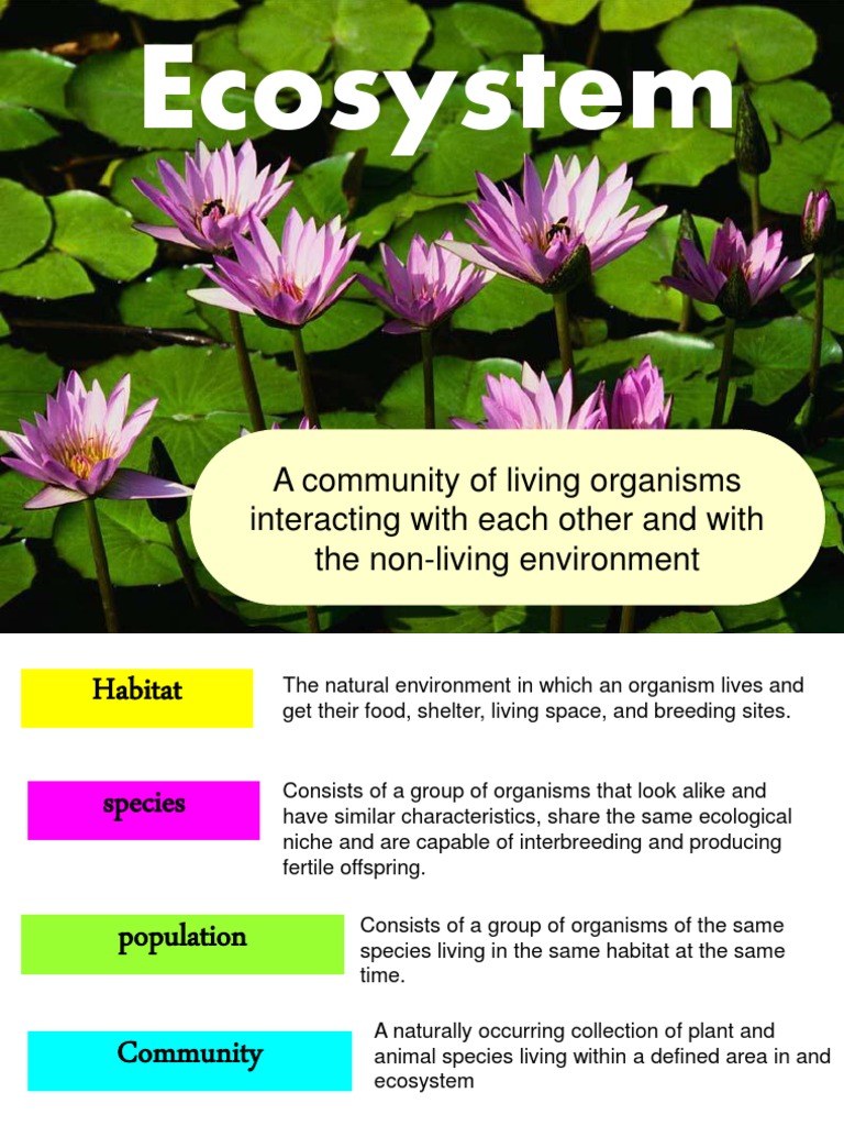 Ecosystem: A Community of Living Organisms Interacting With Each Other ...