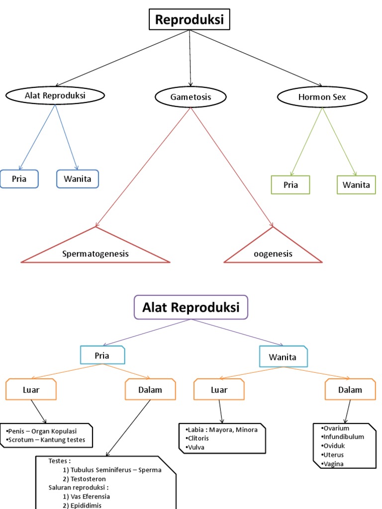 Mind Map Sistem Reproduksi - Piffle.me