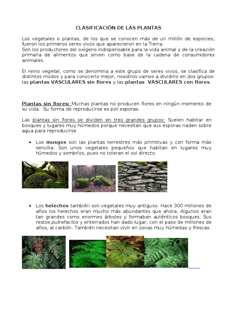 CLASIFICACIÓN DE LAS PLANTAS