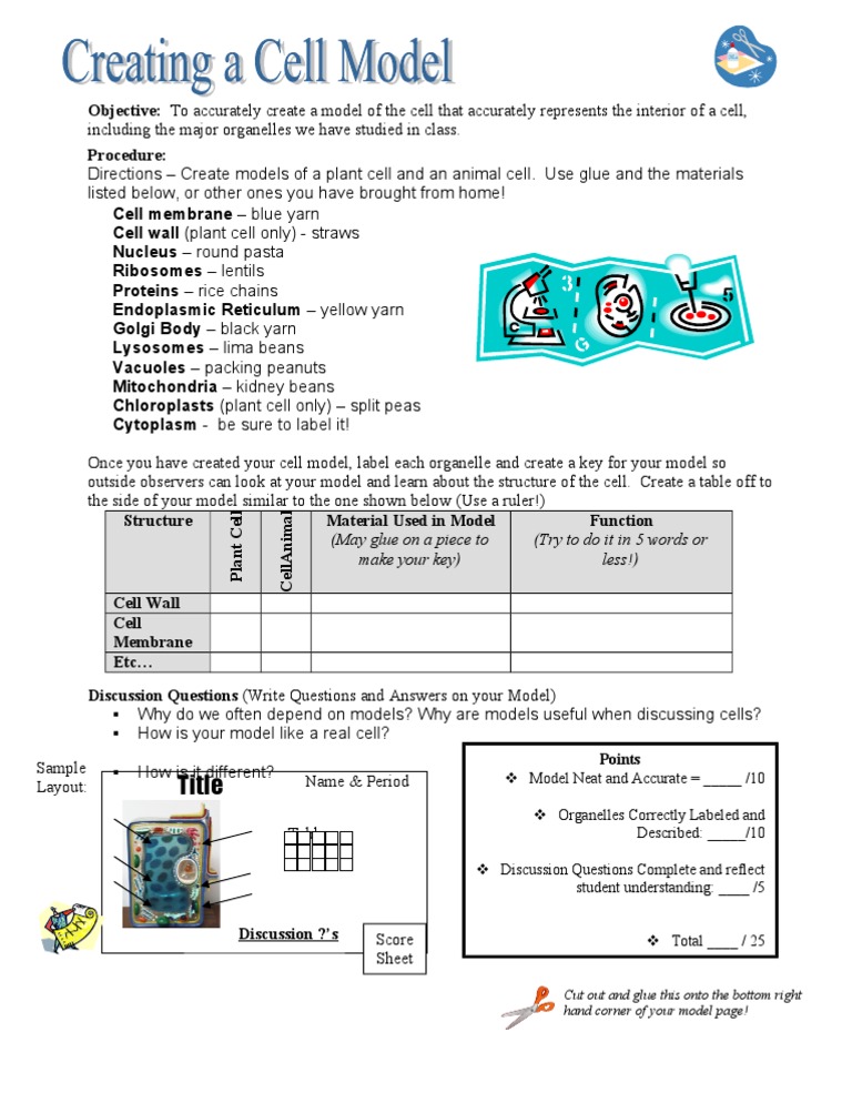 Cell Model Instructions 2009 | PDF | Career & Growth | Science & Mathematics