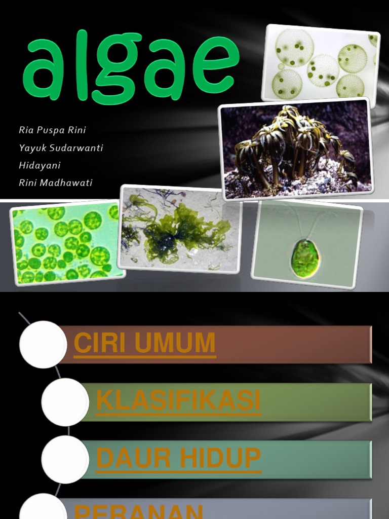 Klasifikasi dan Ciri Alga | PDF | Kesehatan Holistik