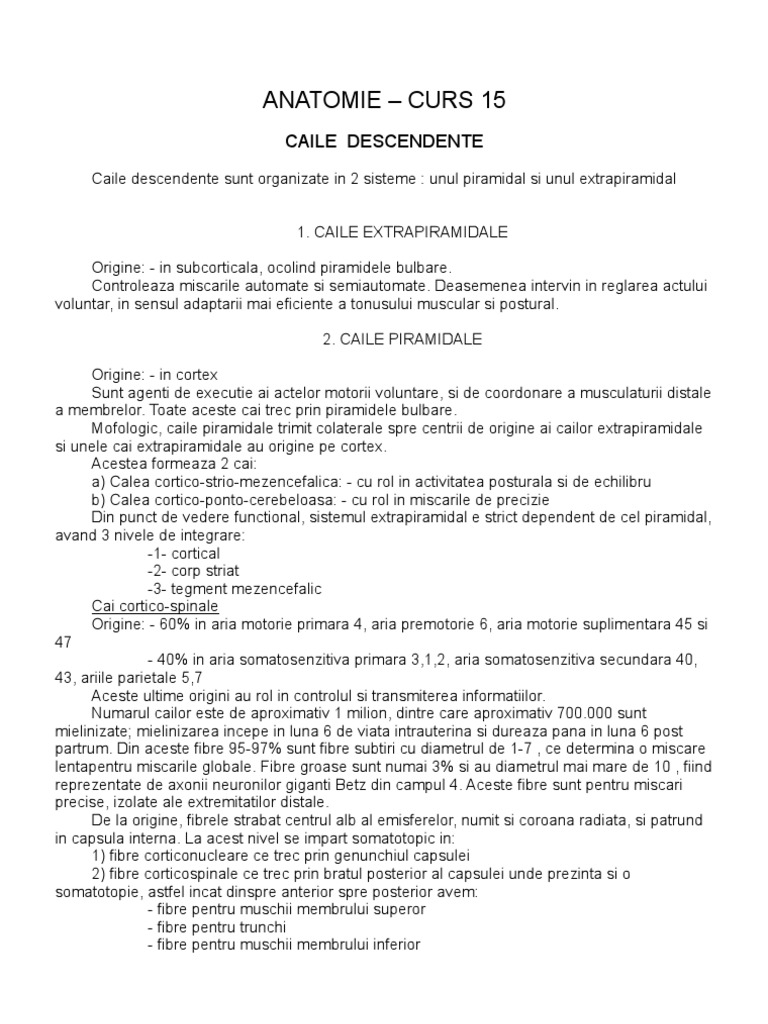 Anatomie Curs | PDF