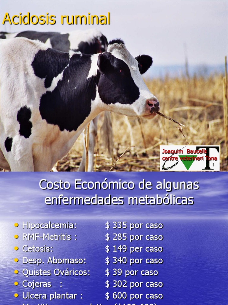Causas y Costos de Acidosis Ruminal | PDF | Rumiante | Vacas