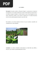 Ficha Técnica Del Pasto Marandú (Brachiaria Brizantha Cv. Marandú ...