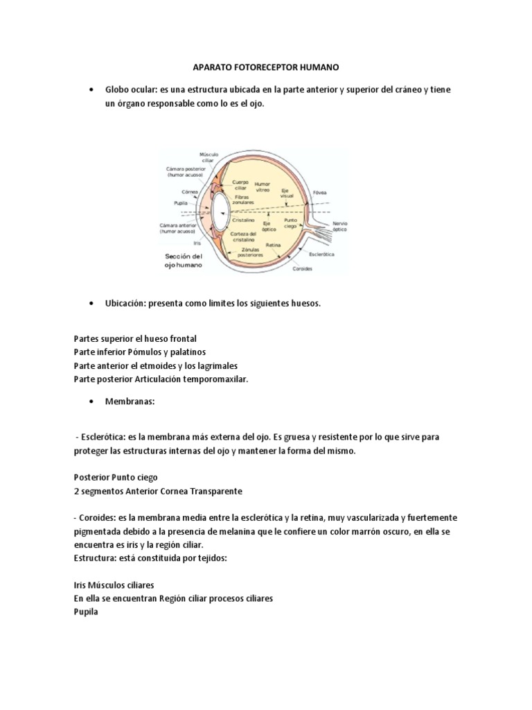 Aparato Fotoreceptor - Fonorecpetor y Mecanoreceptor Humano | PDF | Ojo ...