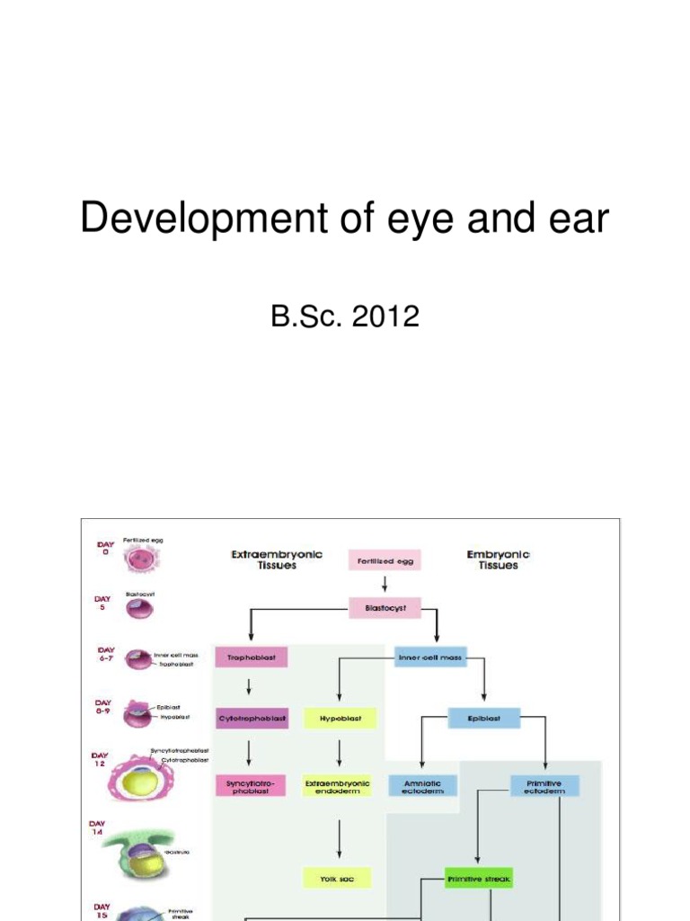 Eye and Ear Embryonic Development | PDF | Ear | Zoology
