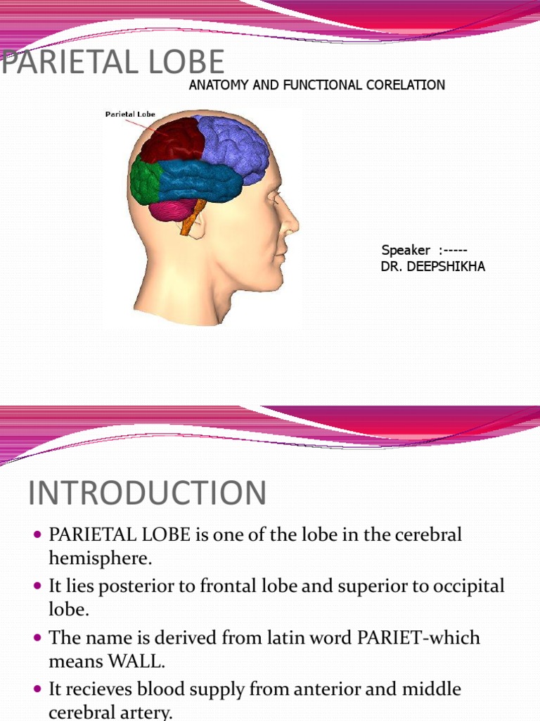 Parietal Lobe | PDF | Parietal Lobe | Somatosensory System