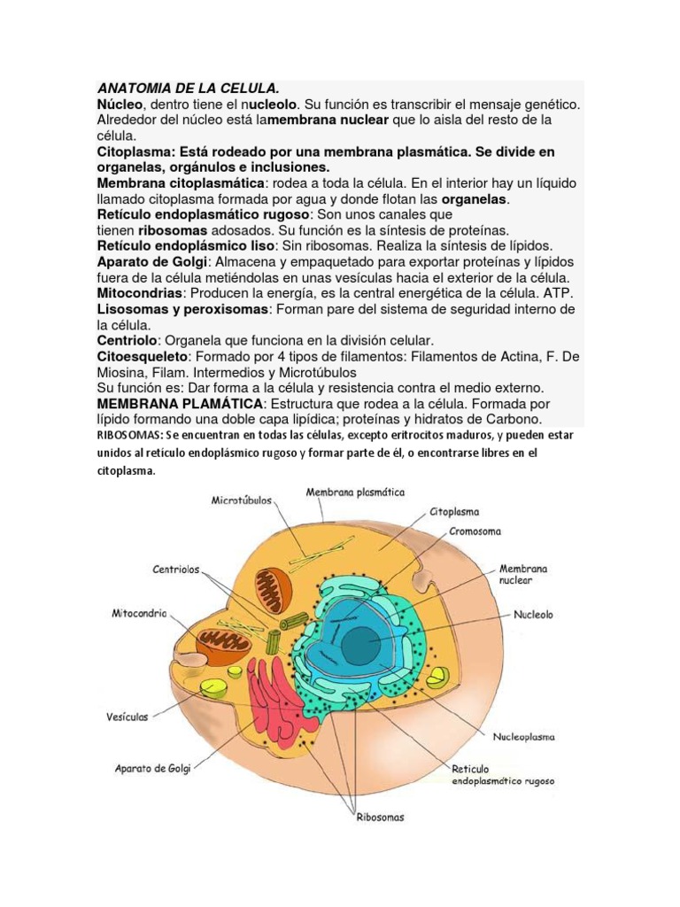 Anatomia y Fisiologia de La Celula | PDF | Citoplasma | Biología Celular)