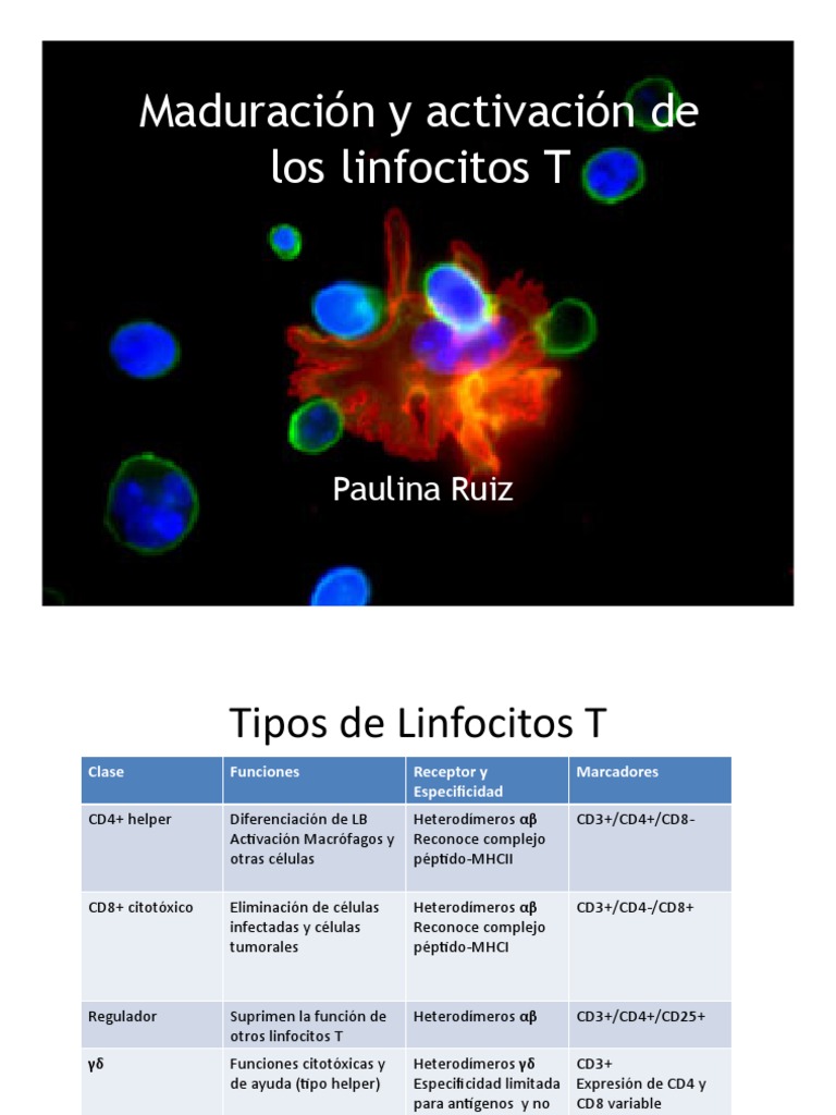 10 Maduracion y Activacion de Los Linfocitos T | PDF | Célula T ...
