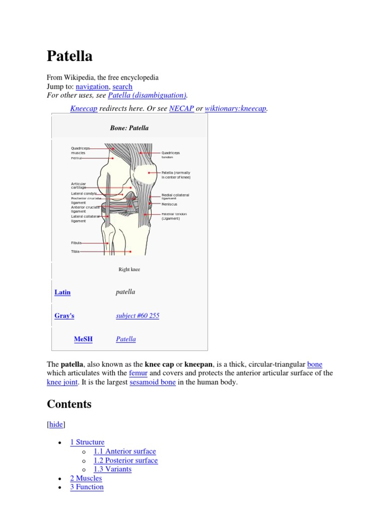 Patella | PDF | Knee | Skeletal System