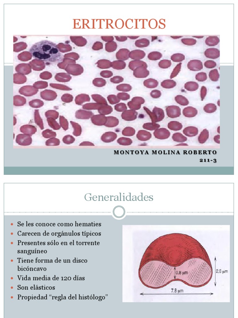 ERITROCITOS (1) | Glóbulo rojo | Bicapa lipídica