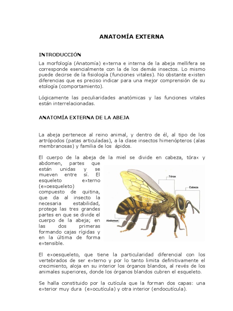 Anatomia Externa de La Abeja | PDF | Insectos | Abejas