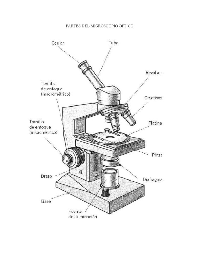 Partes Del Microscopio Óptico
