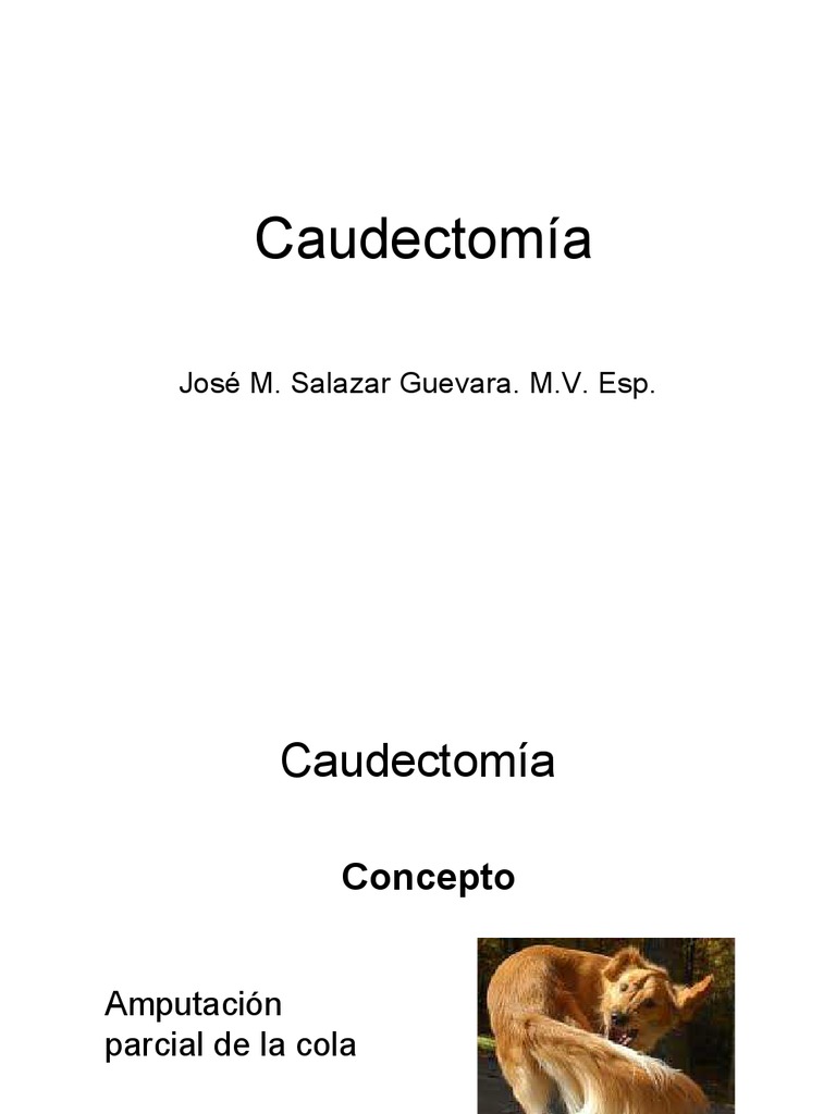 Caudectomía (Sólo Lectura) (Modo de Compatibilidad) | PDF | Cirugía ...