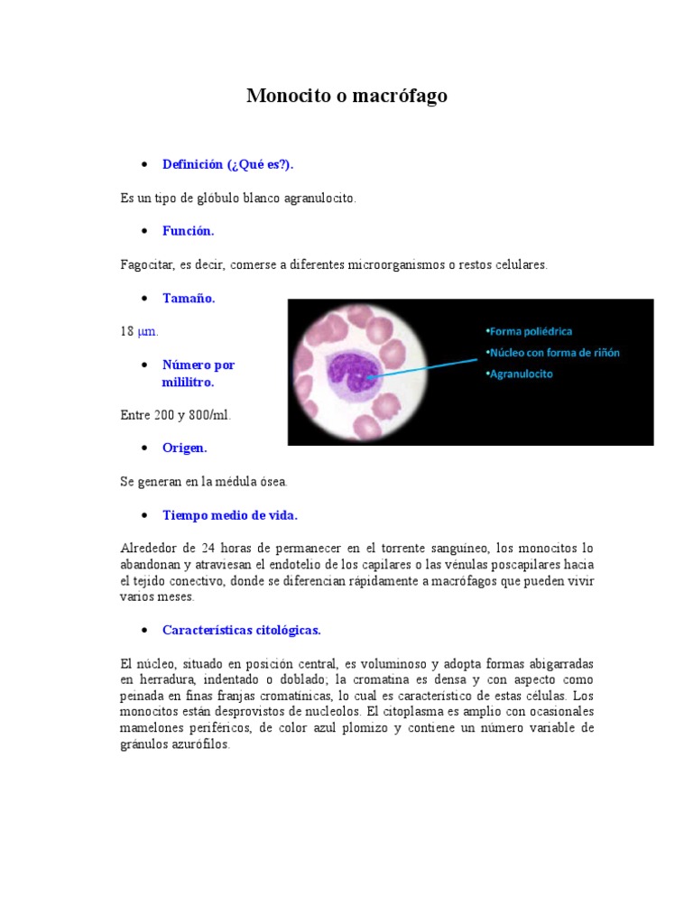 Monocitos y Macrófagos: Funciones y Características | PDF