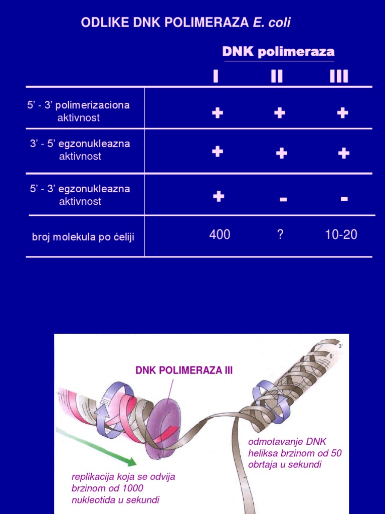 Replikacija DNK 1 | PDF