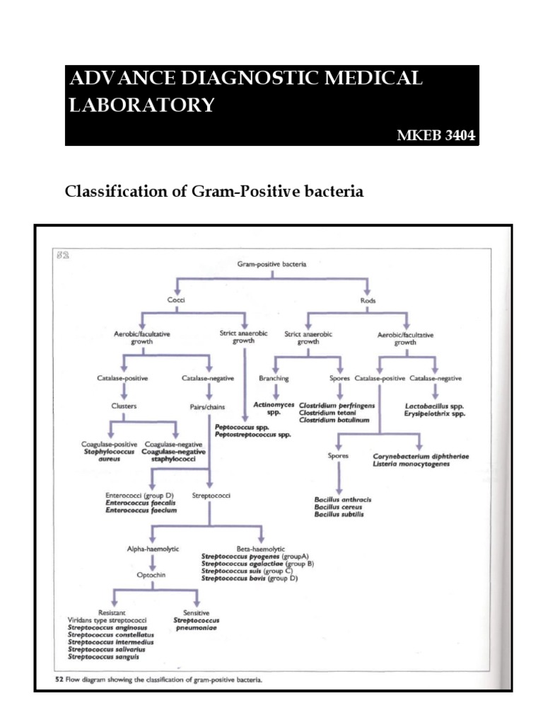 Classification of Gram-Positive Bacteria | PDF