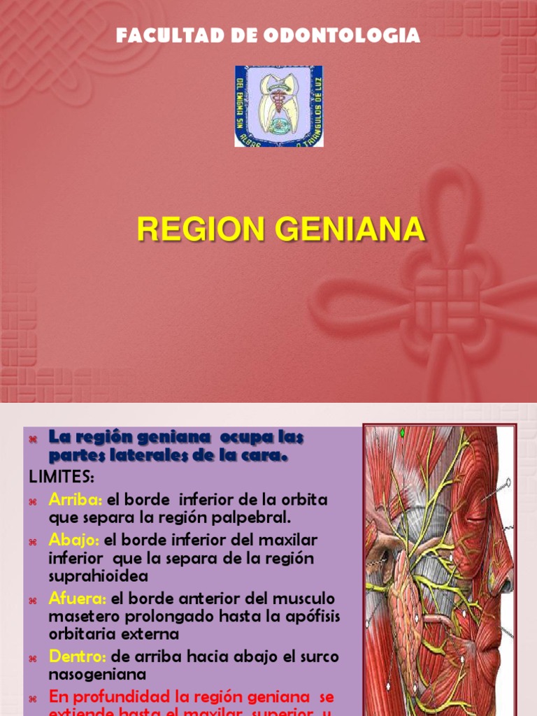 Region Geniana | Cabeza y cuello humanos | Anatomía humana