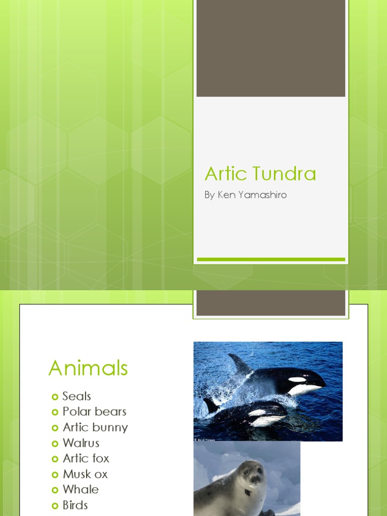 Arctic Tundra Ecosystem Overview | PDF