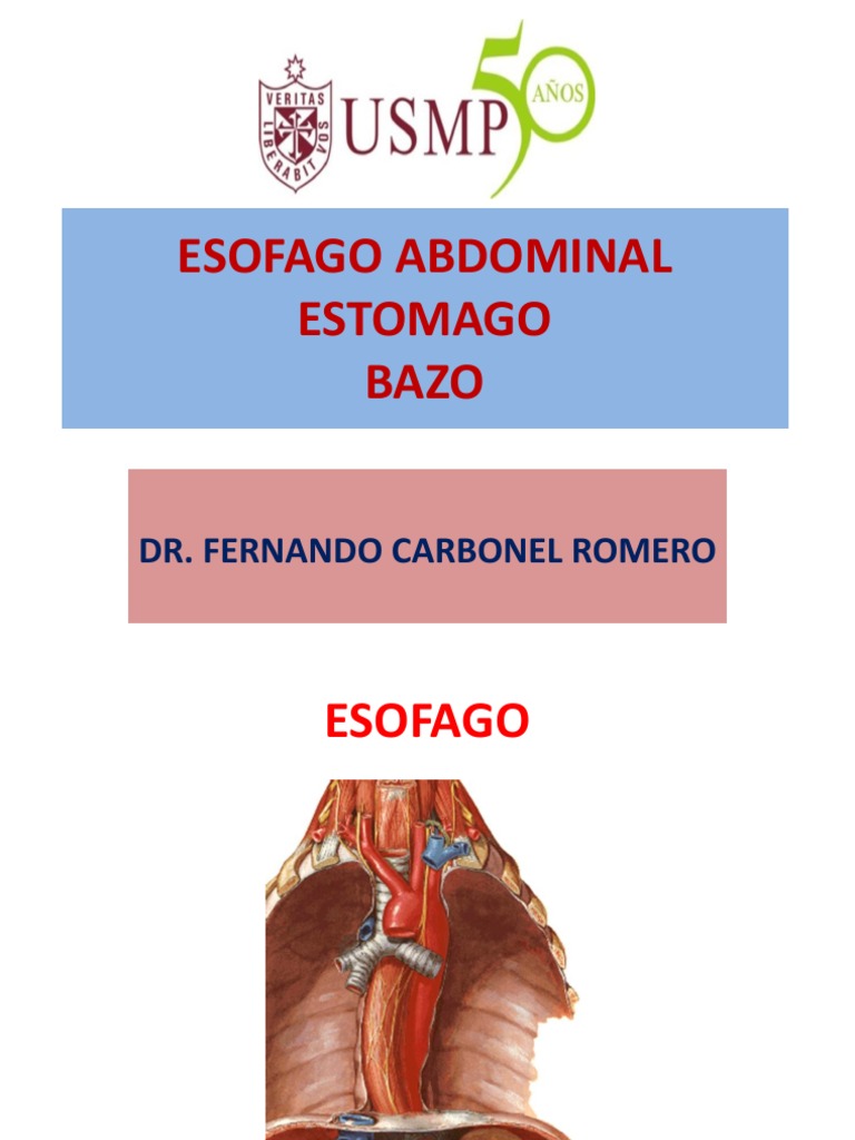 Usmp - Esofago Abdominal - Bazo | PDF | Estómago | Abdomen