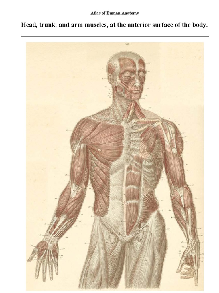 Atlas of Human Anatomy | PDF | Foot | Human Leg