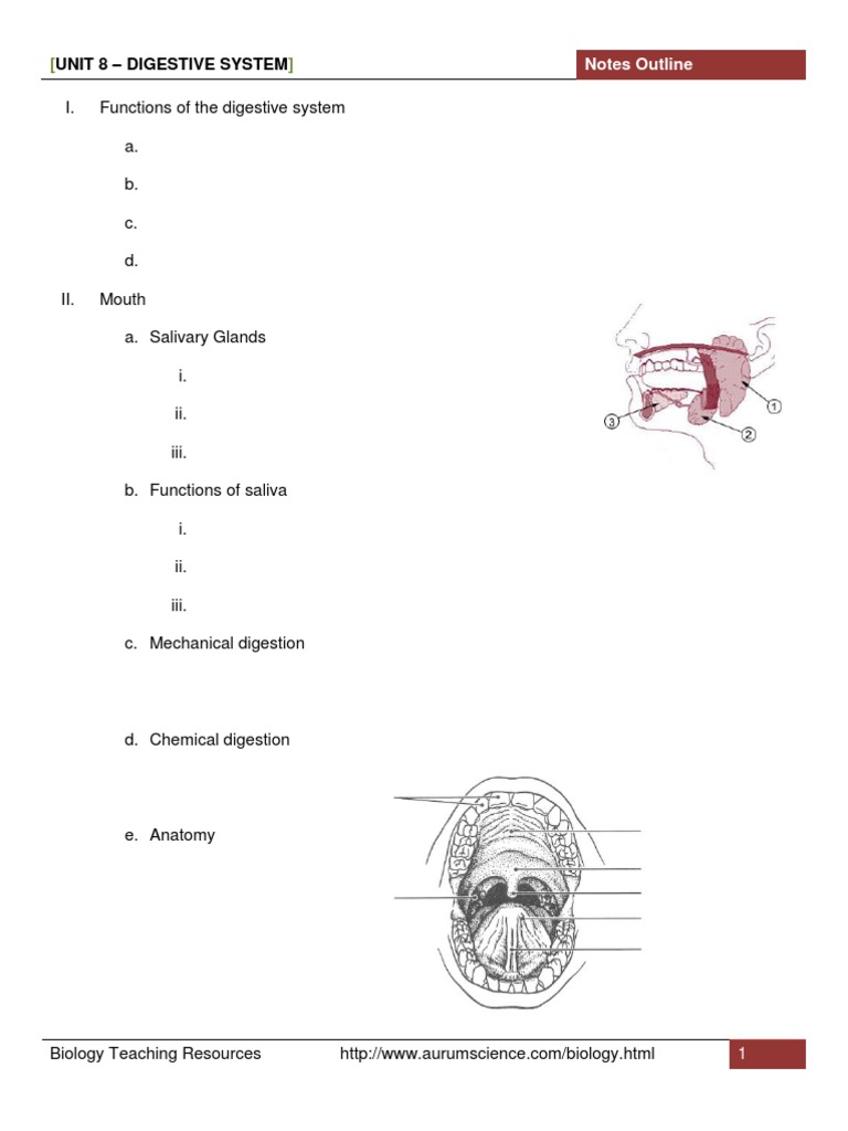 Digestive System Notes Outline | PDF
