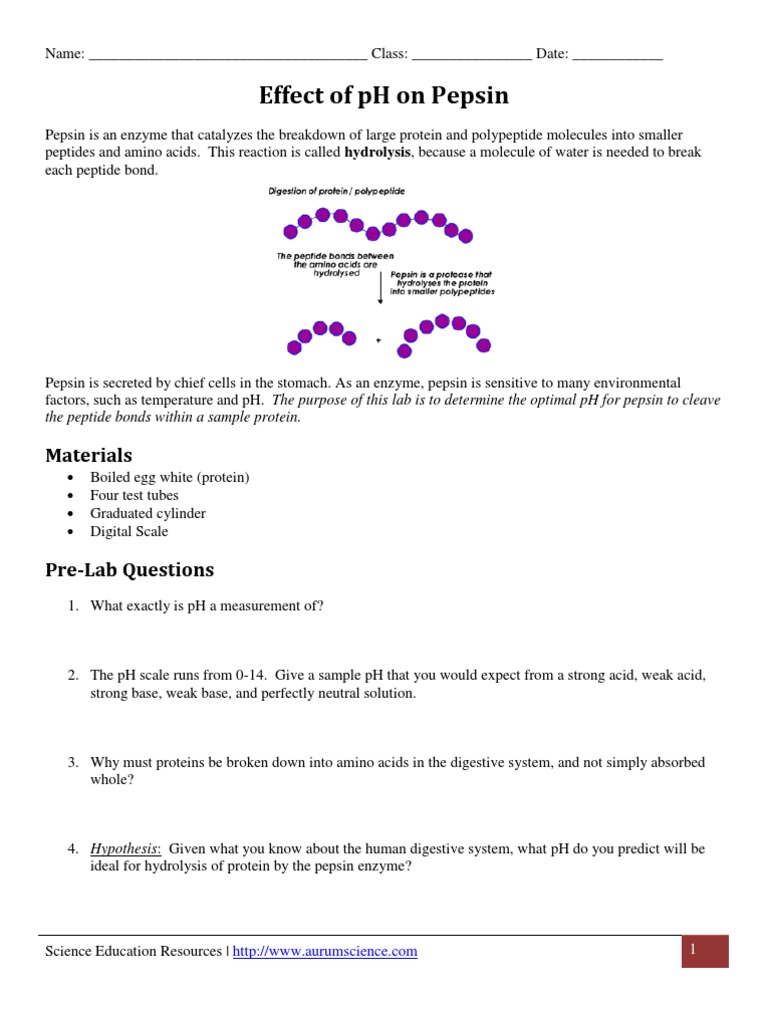 Pepsin Enzyme and pH Lab | Enzyme | Ph