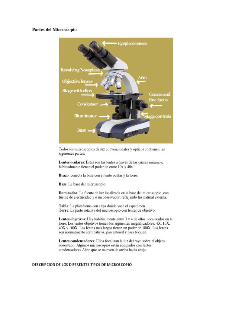 Partes Del Microscopio | Óptica | Ciencia y matemática