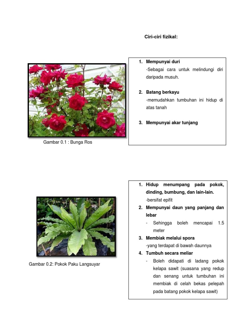Pokok Bunga Ros N Paku Langsuyar | PDF
